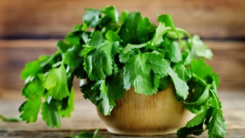 How To Chop Cilantro Leaves In 4 Quick And Great Steps – JustMexicanFood