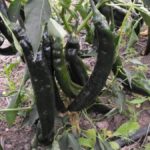The Most Delicious Holy Mole Pepper Recipe In 4 Easy Steps - Just ...